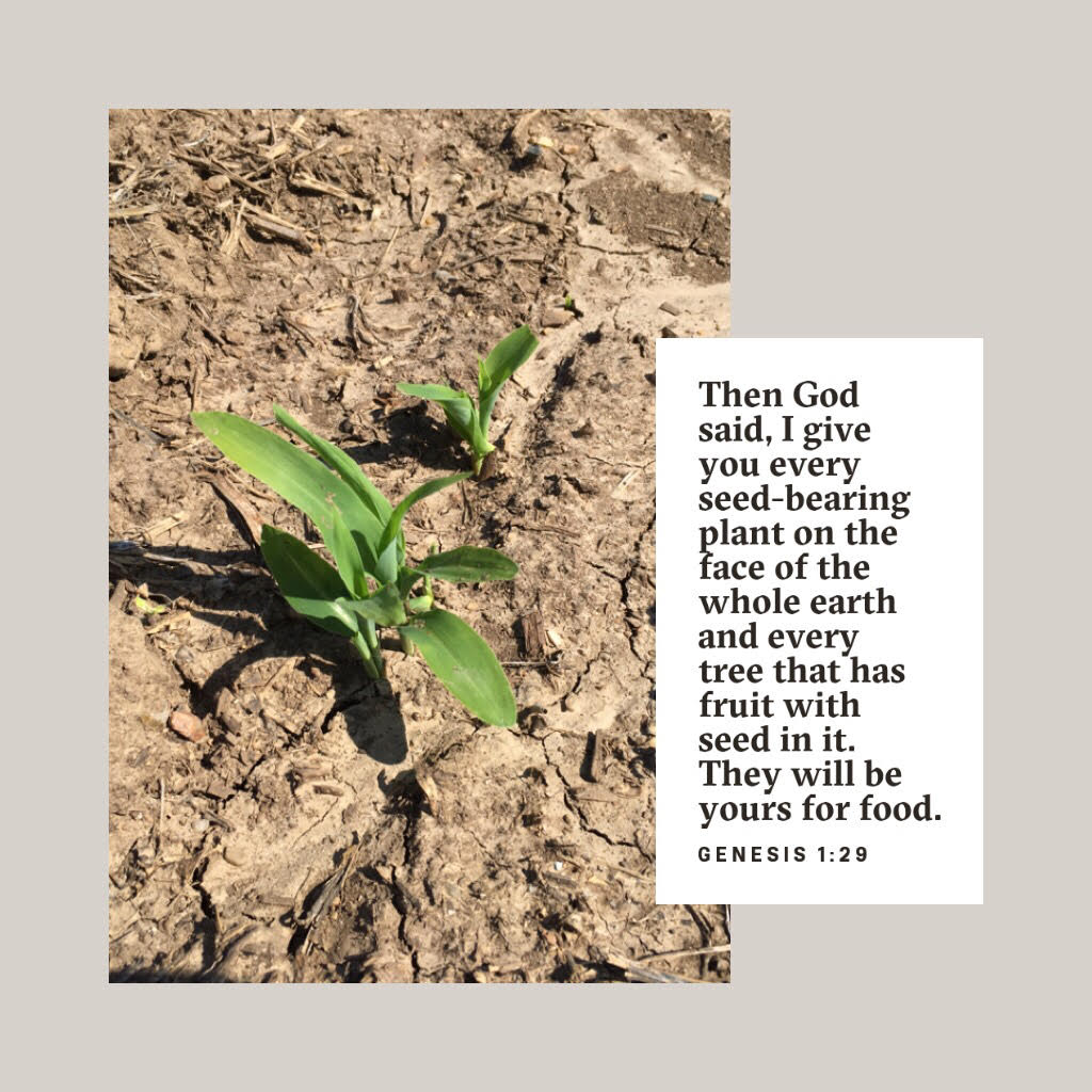 Planting, Cultivating and Harvesting Our Fruits of the Spirit – All Is ...